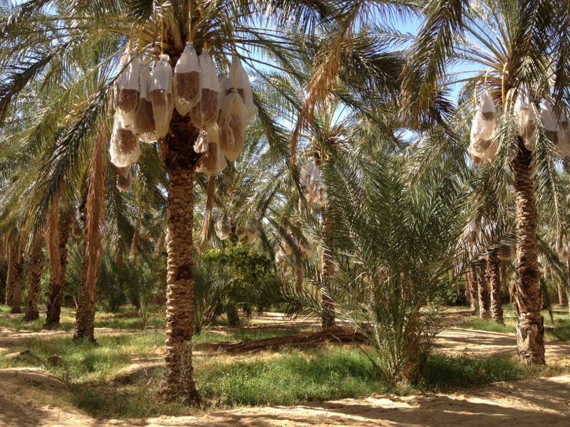 La culture du palmier dattier entre au patrimoine de l’UNESCO